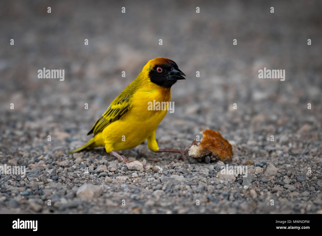 Masked weaver bird on gravel with crust Stock Photo - Alamy
