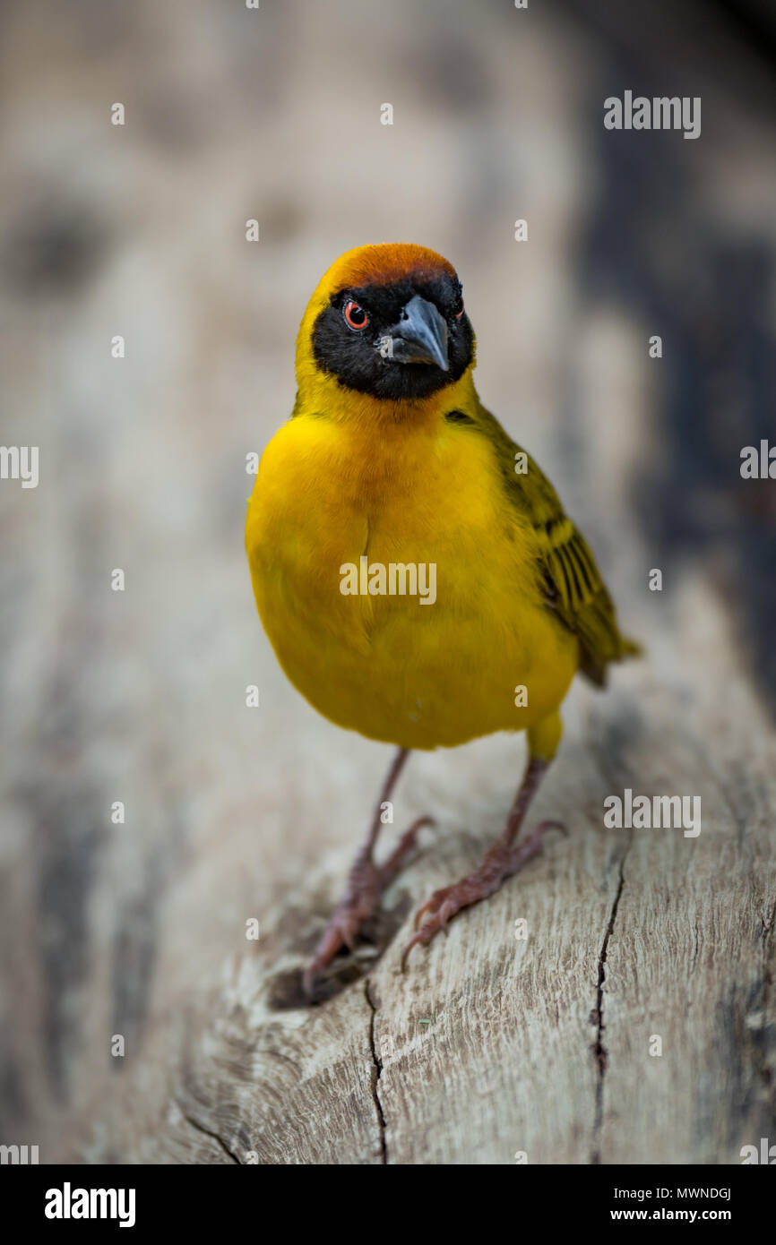 Frowning Bird High Resolution Stock Photography and Images - Alamy