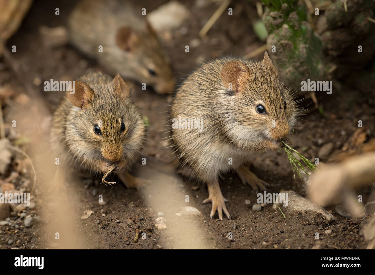 Mice eating among rocks seen through branches Stock Photo - Alamy