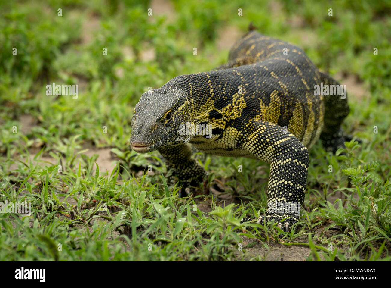 Monitor lizard crawls towards camera through grass Stock Photo - Alamy