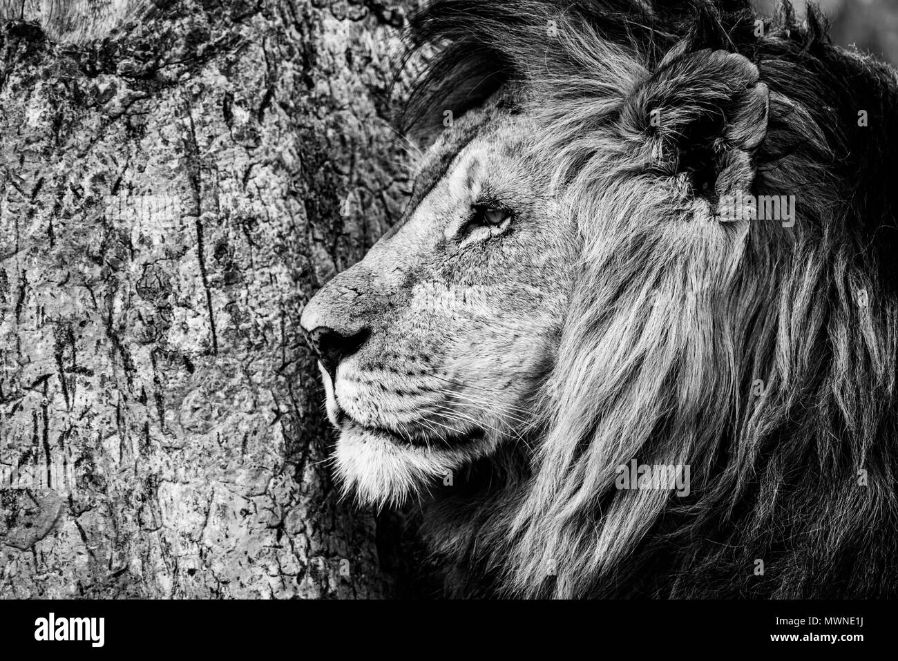 Mono close-up of male lion by tree Stock Photo - Alamy
