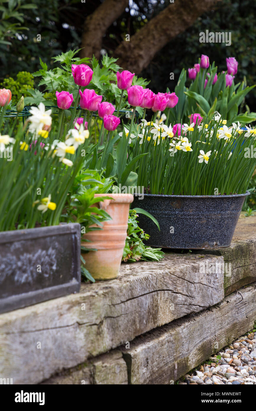 White Narcissus grown in vintage containers on reclaimed railway ...