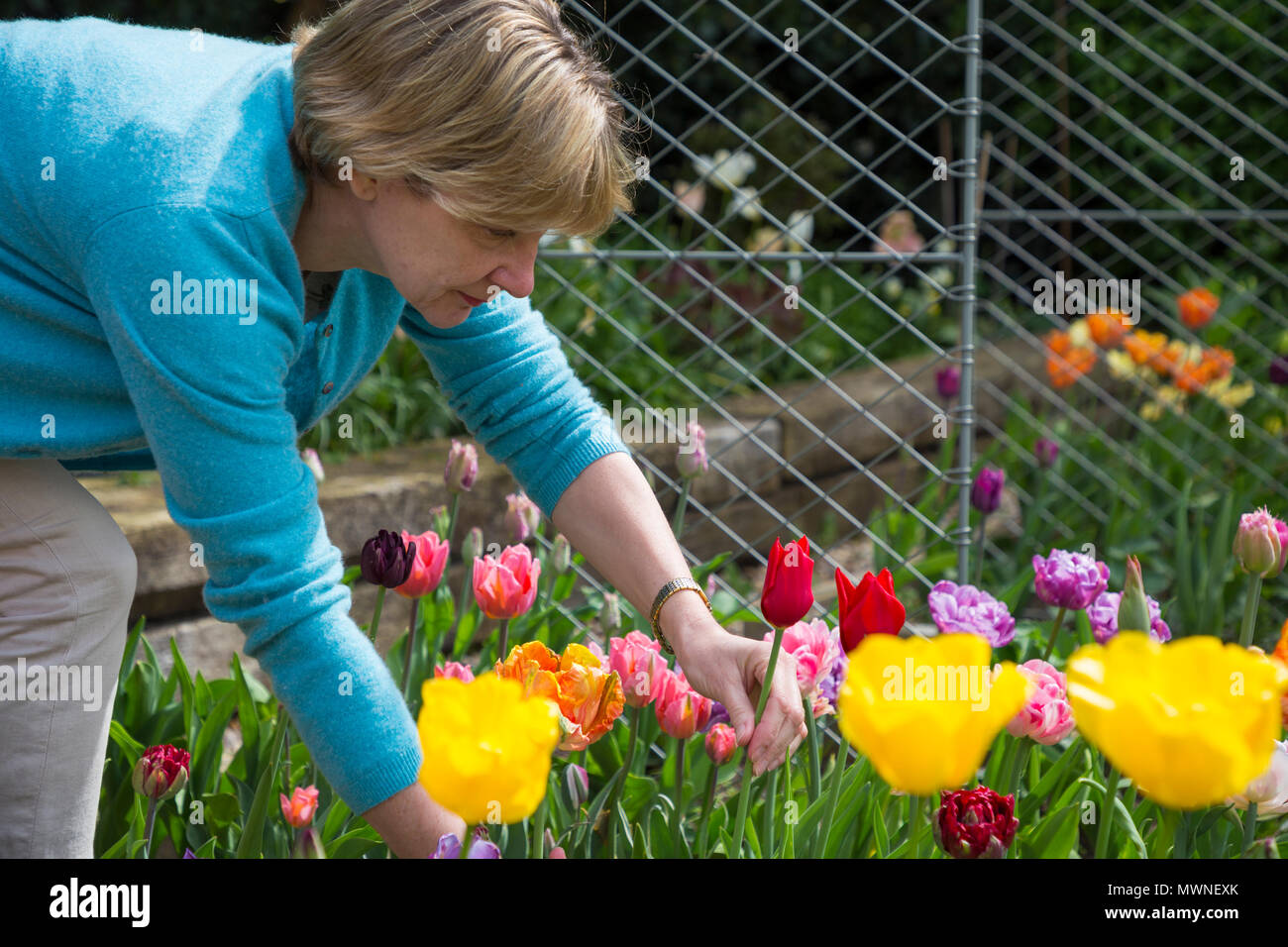 Angela Tolputt cutting Tulips from the test bed Stock Photo - Alamy