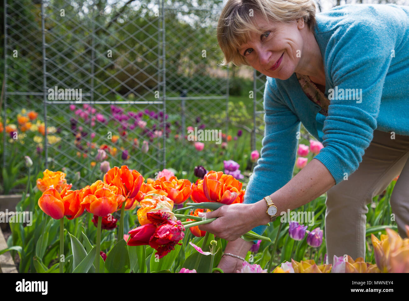 Angela Tolputt cutting Tulips from the test bed Stock Photo - Alamy