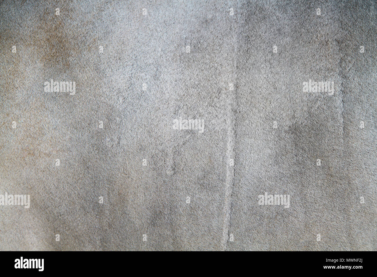 Cow skin texture or background Stock Photo - Alamy
