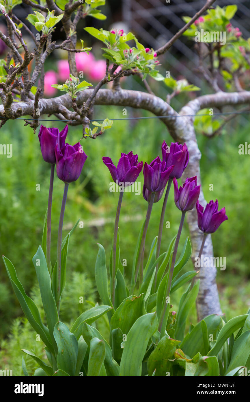 Purple dream hi-res stock photography and images - Alamy