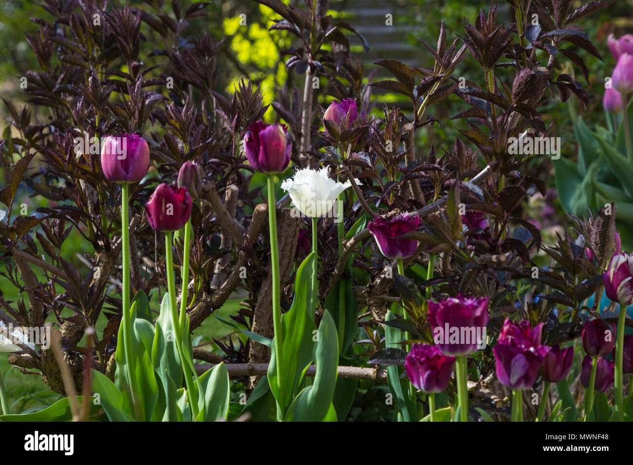 Tulipa 'Swan Wings' with Sambucus nigra Stock Photo - Alamy
