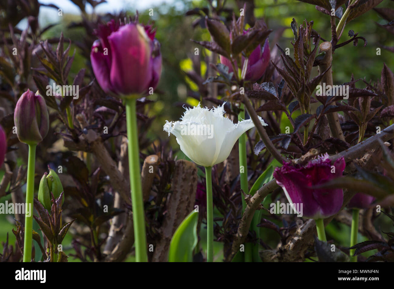 Tulipa 'Swan Wings' with Sambucus nigra Stock Photo - Alamy