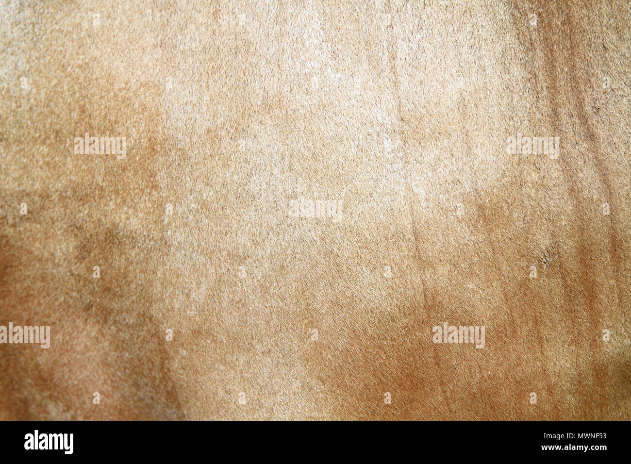 Cow skin texture or background Stock Photo - Alamy