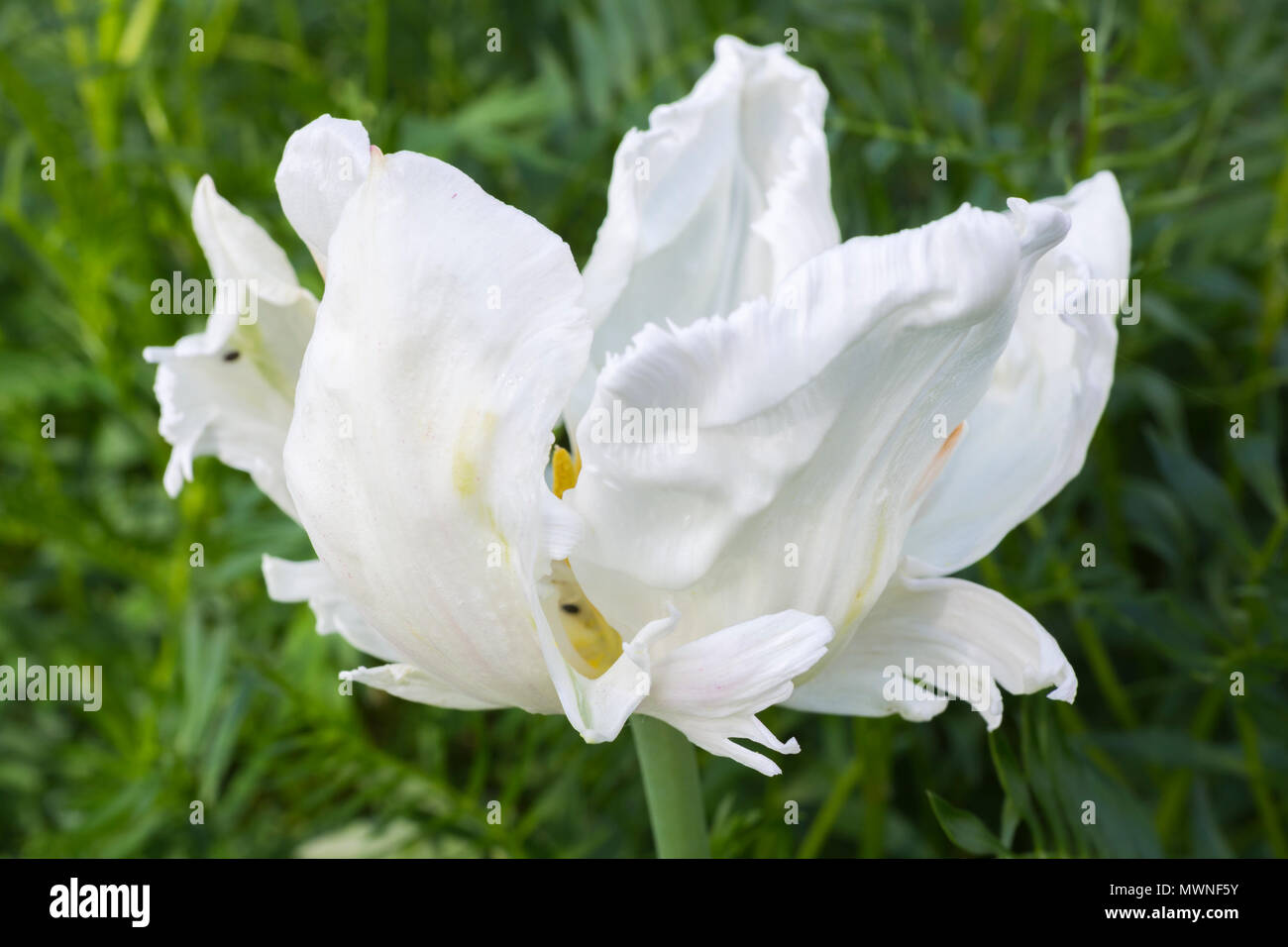 Tulipa snow parrot hi-res stock photography and images - Alamy