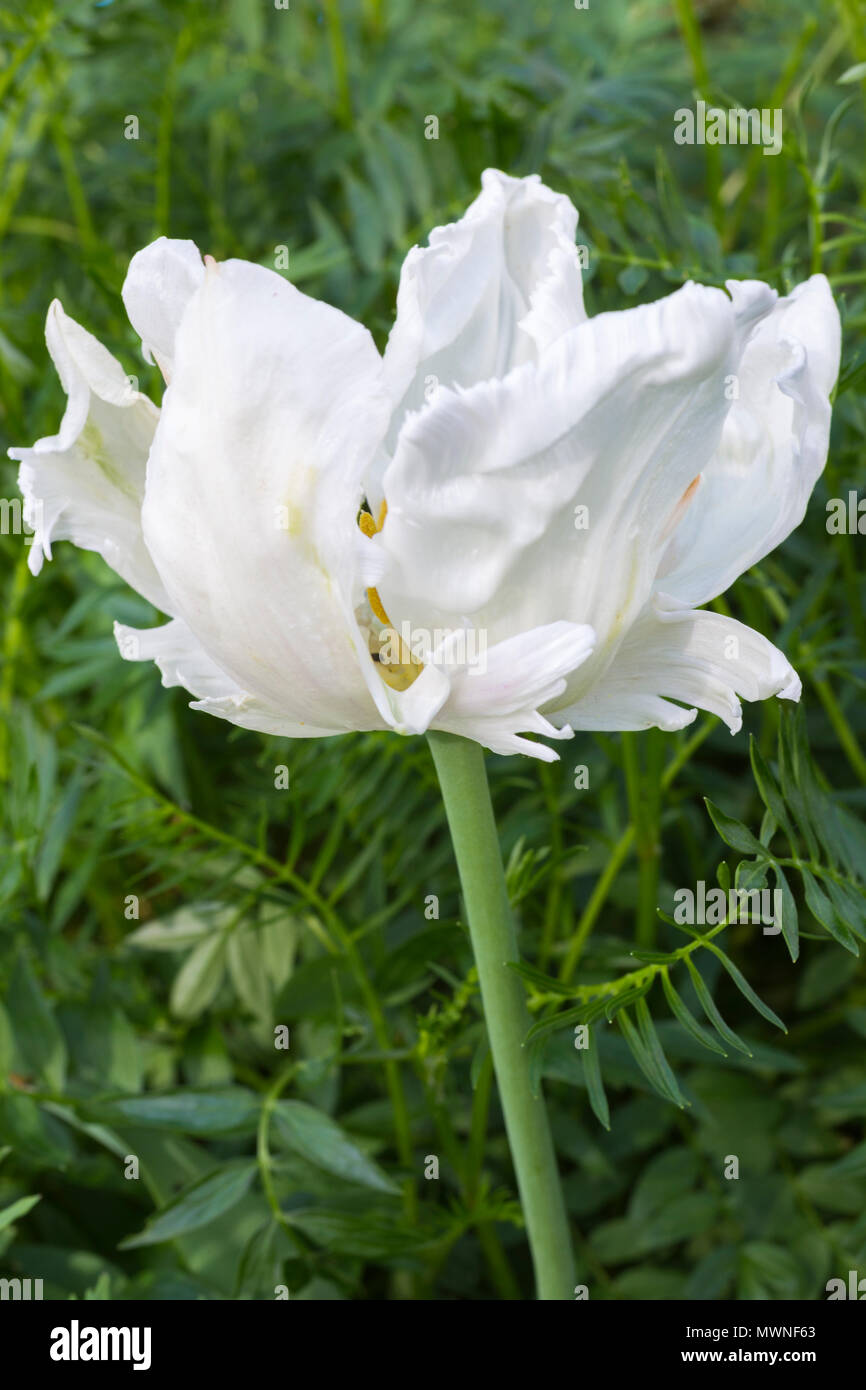 Snow parrot hi-res stock photography and images - Alamy