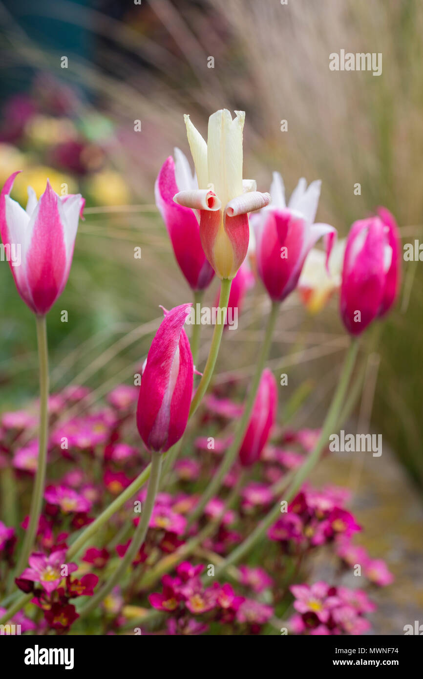 Tulipa clusiana 'Peppermint Stick' Stock Photo - Alamy