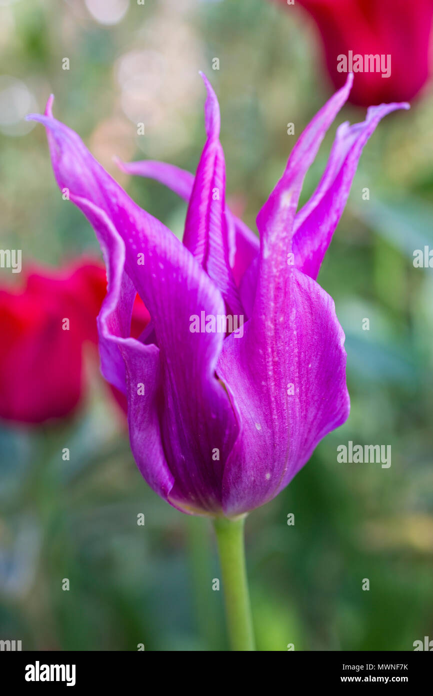 Purple dream hi-res stock photography and images - Alamy