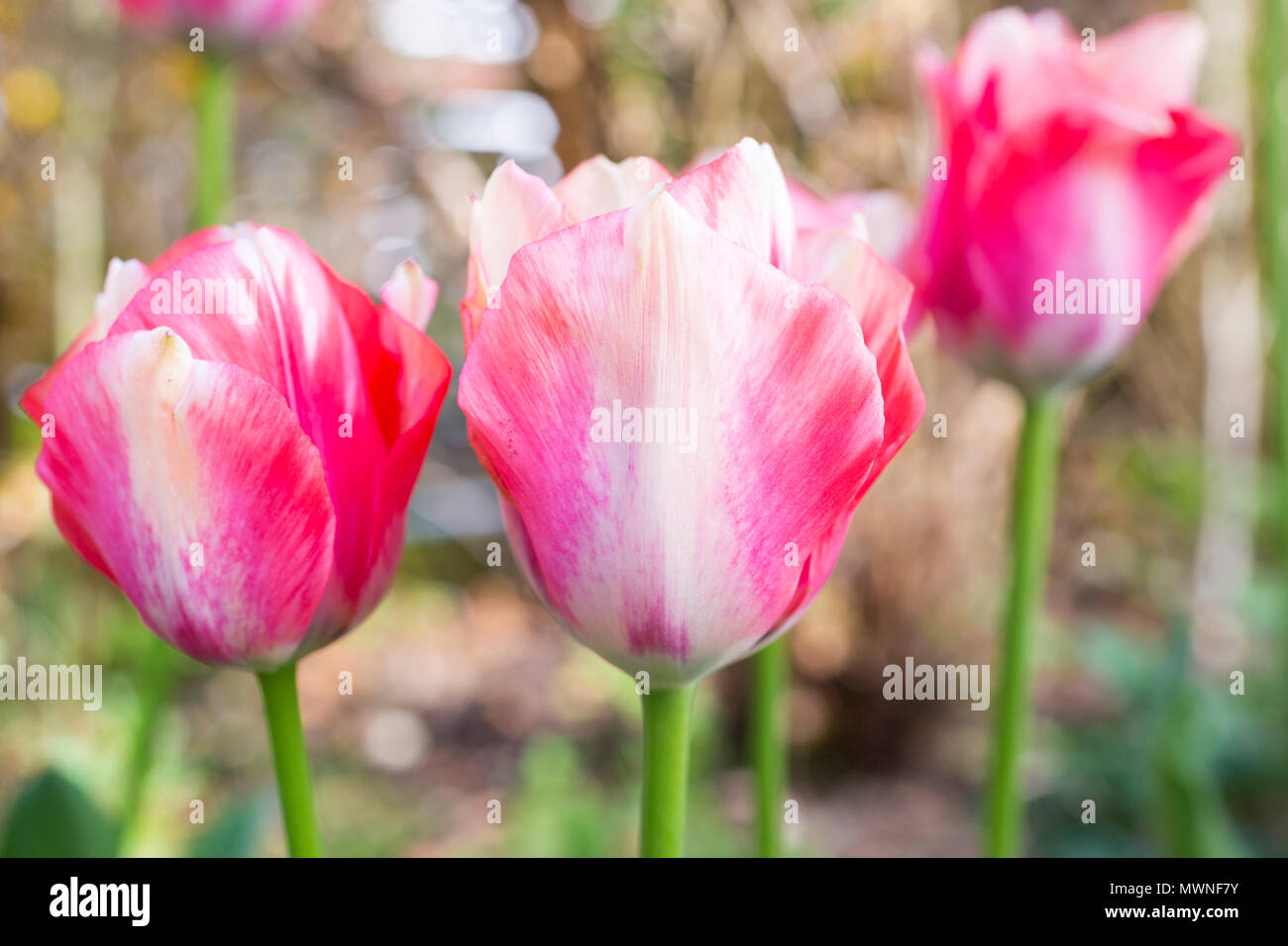 Tulip spryng break hi-res stock photography and images - Alamy