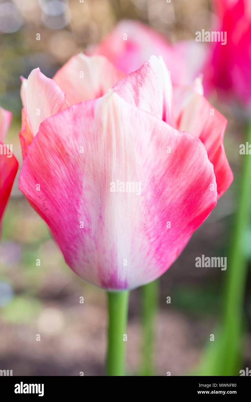 Tulipa spryng break hi-res stock photography and images - Alamy