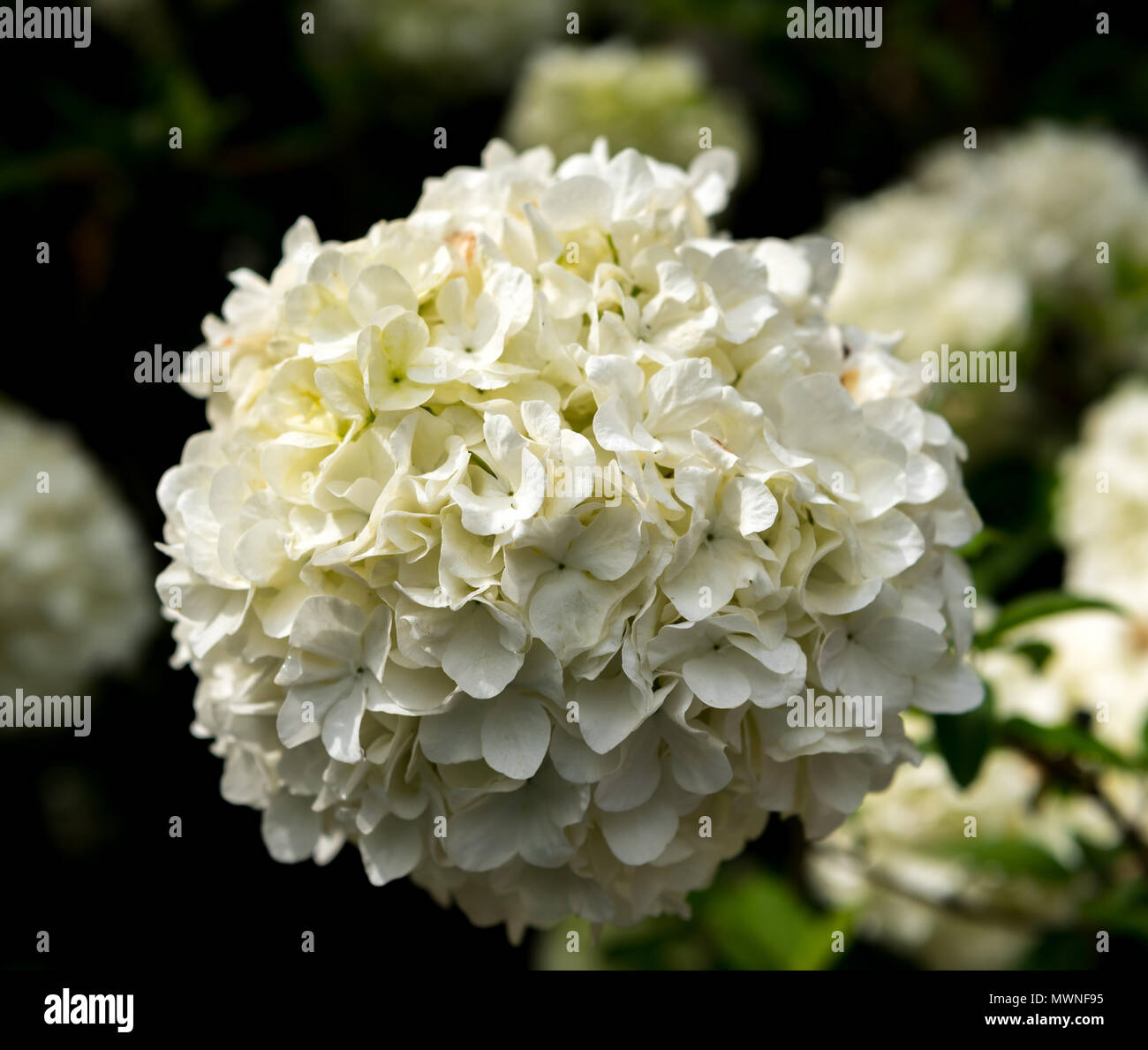 Snowball of White Blooms on shrub in spring Stock Photo - Alamy