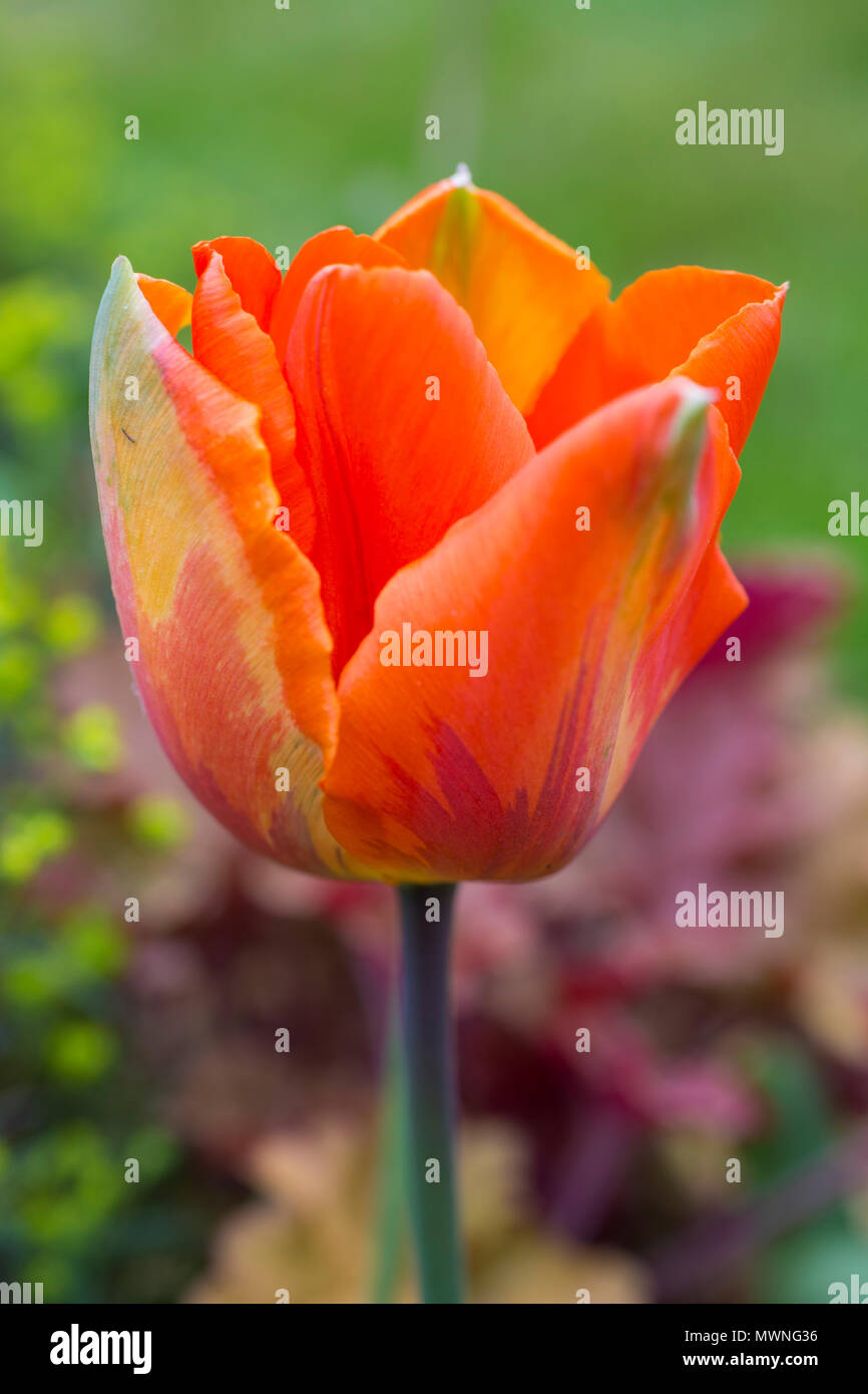 Tulip hermitage hi-res stock photography and images - Alamy