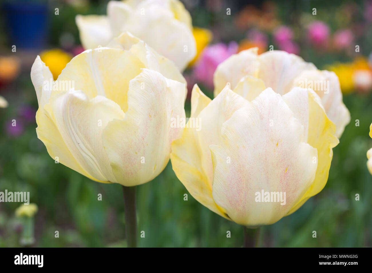 Tulipa vanilla cream hi-res stock photography and images - Alamy