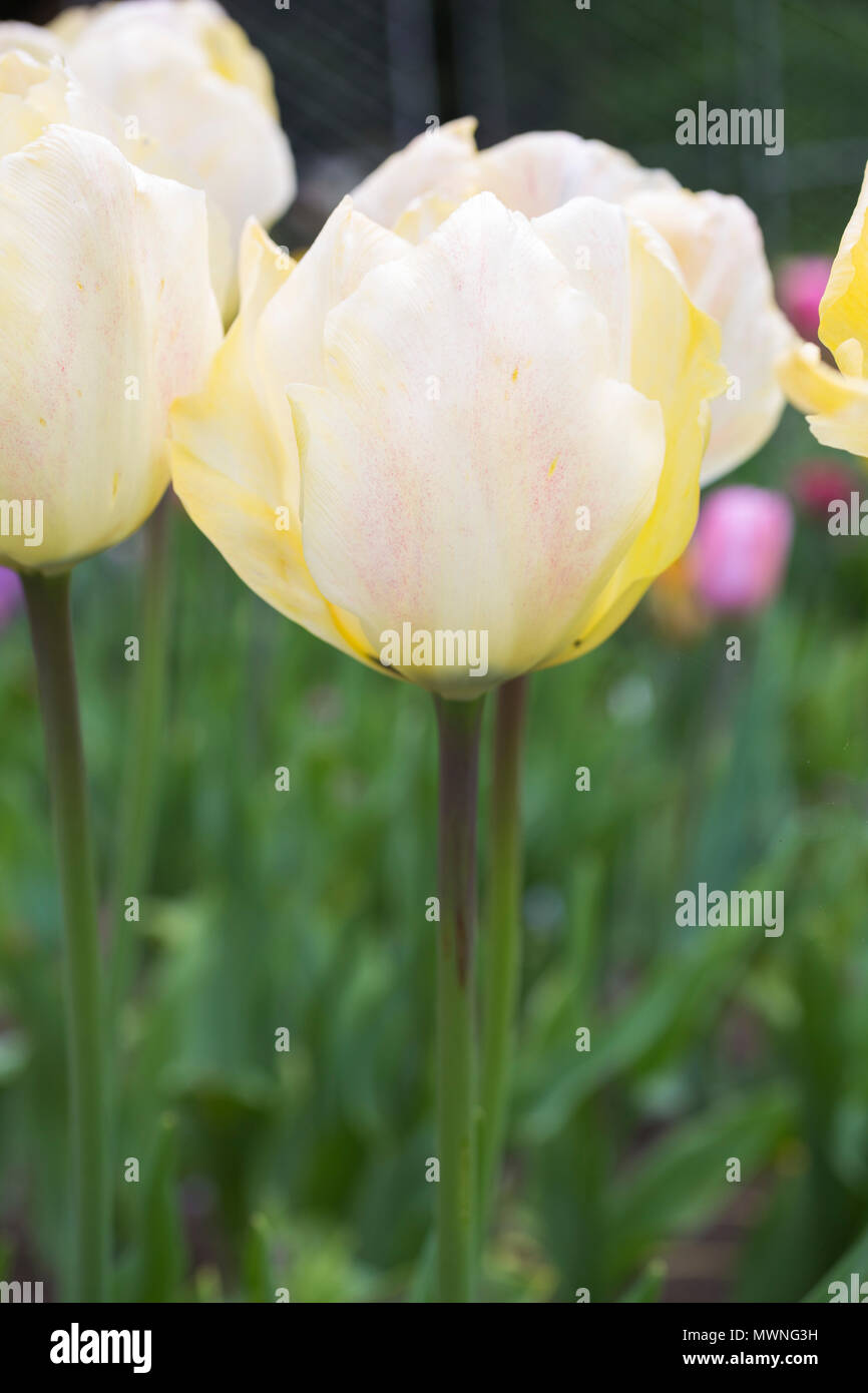 Tulipa 'Vanilla Cream' Stock Photo - Alamy