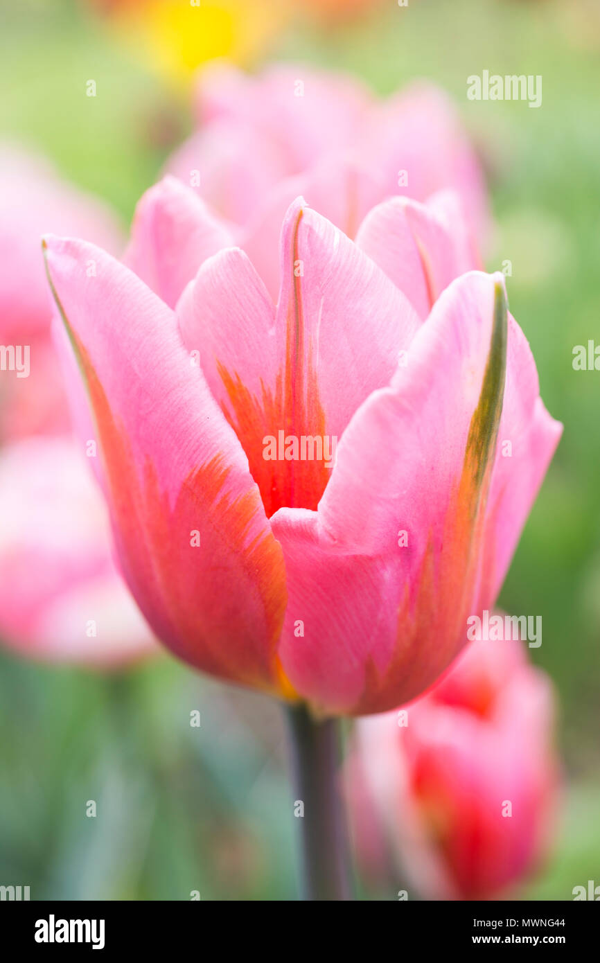 Tulipa pretty princess hi-res stock photography and images - Alamy