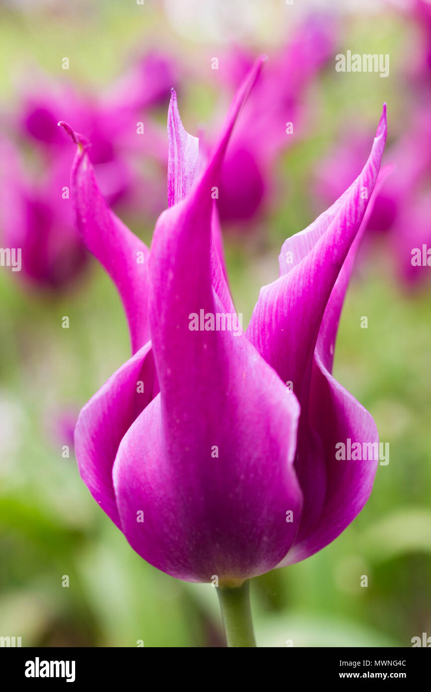 Maytime flowers hi-res stock photography and images - Alamy