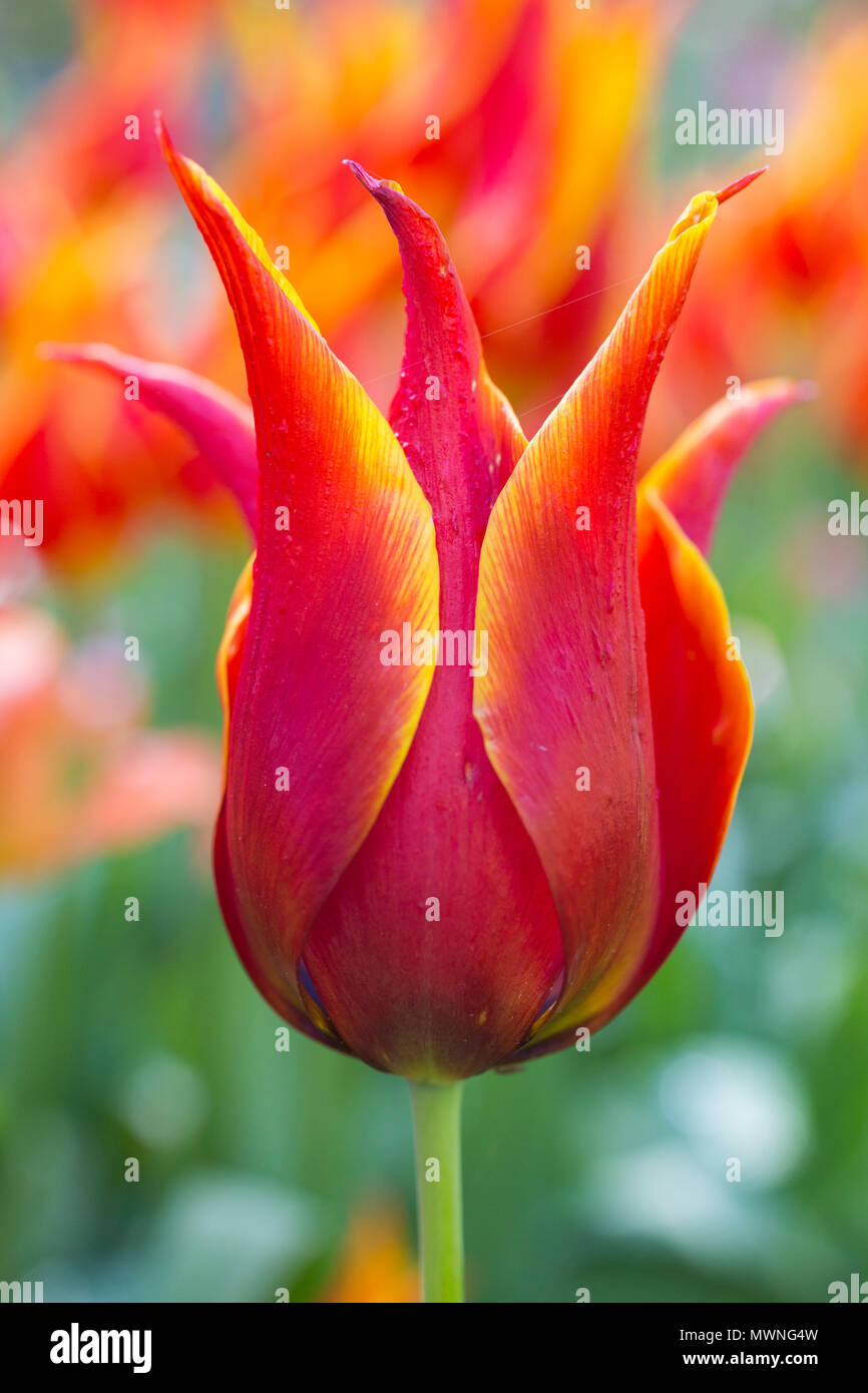 Tulip 'Queen of Sheba' Stock Photo - Alamy