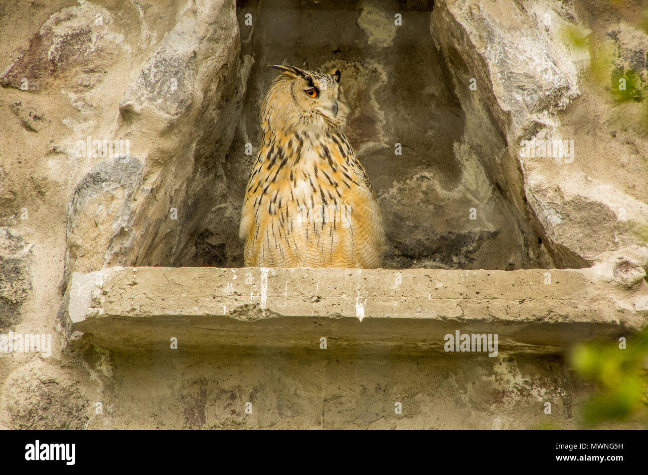 Outdoor view of gorgeous animal, Eurasian eagle owl, Bubo bubo at ...
