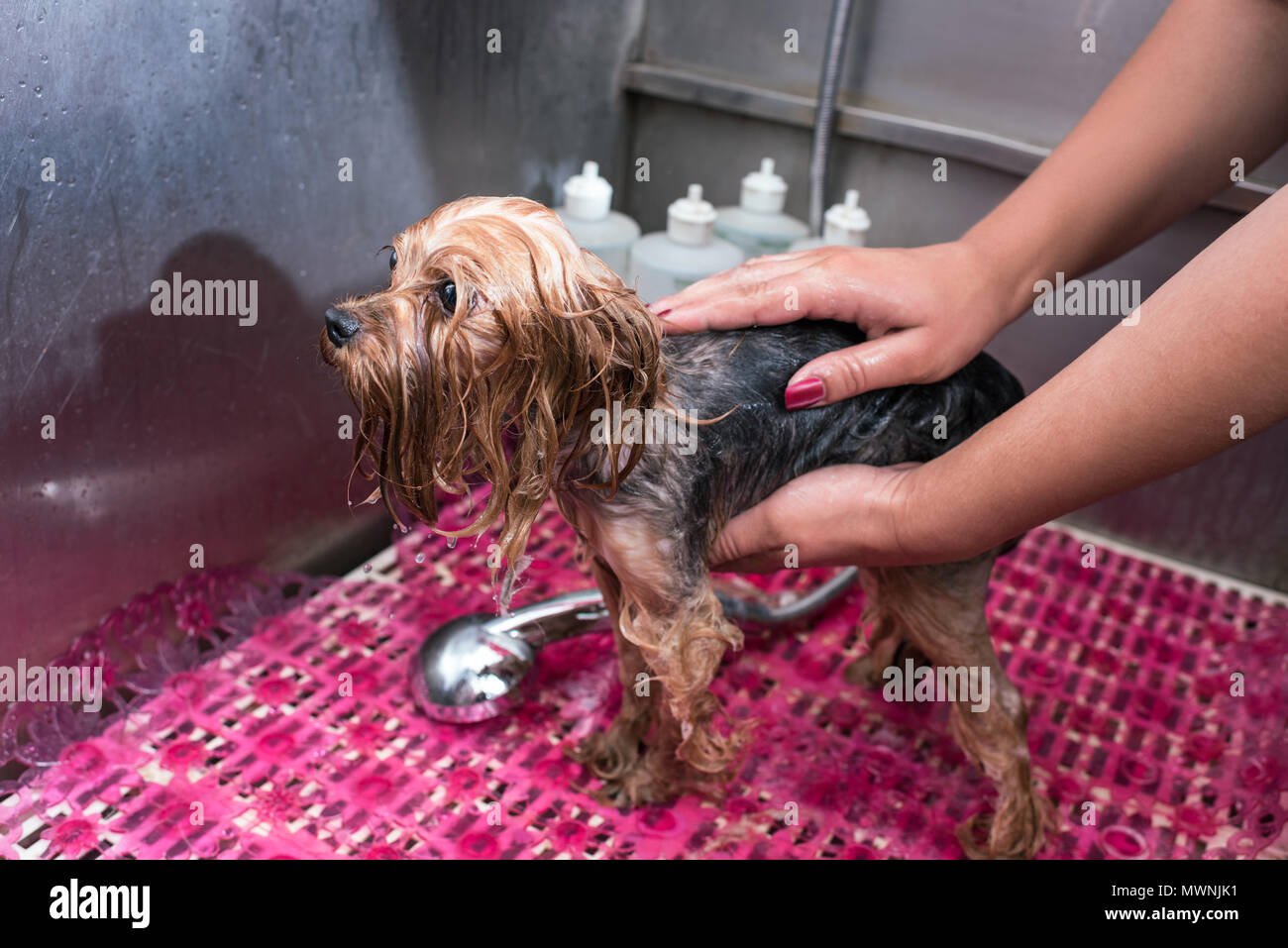 Dog washing business hi-res stock photography and images - Alamy