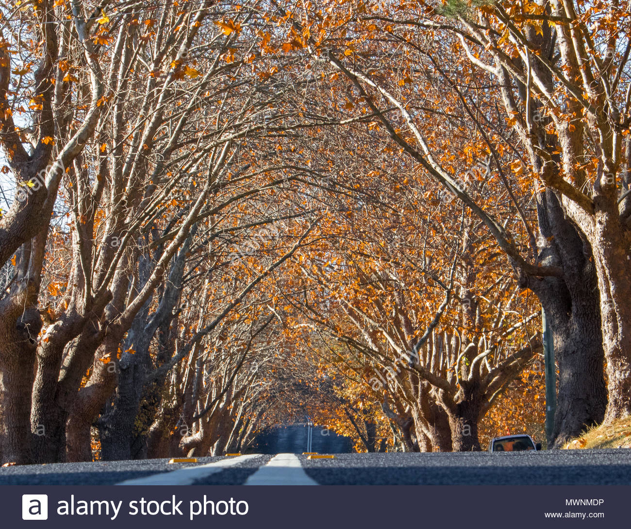 Canopy Of Deciduous Trees Stock Photos & Canopy Of Deciduous Trees ...