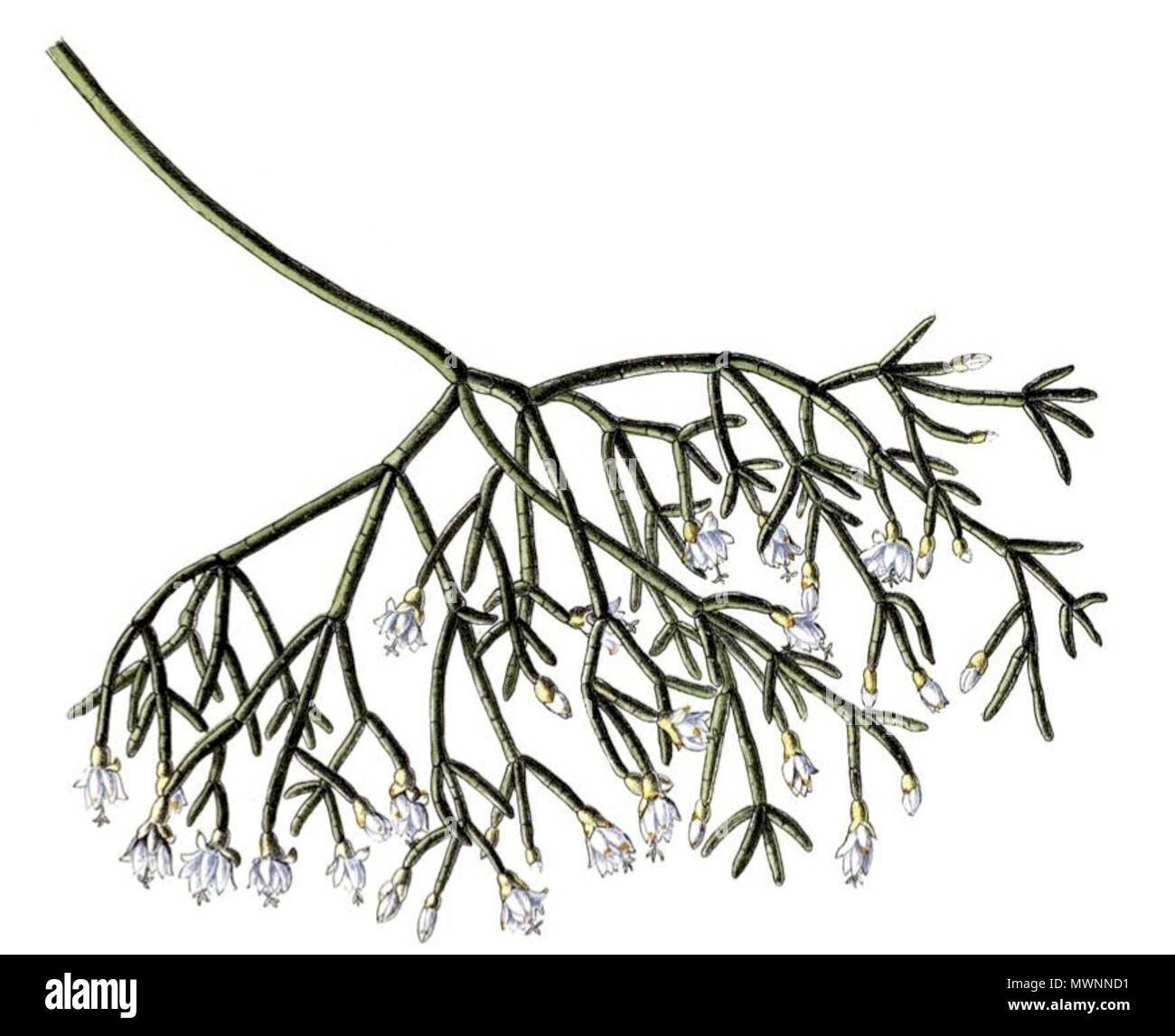 Mansfeld peter Cut Out Stock Images & Pictures - Alamy