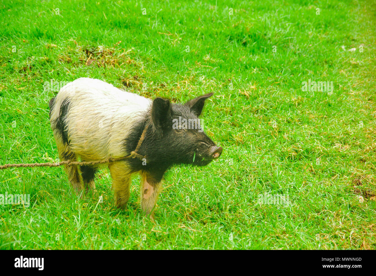 Outdoor view of pig with a rope around his neck grazing in the grass ...