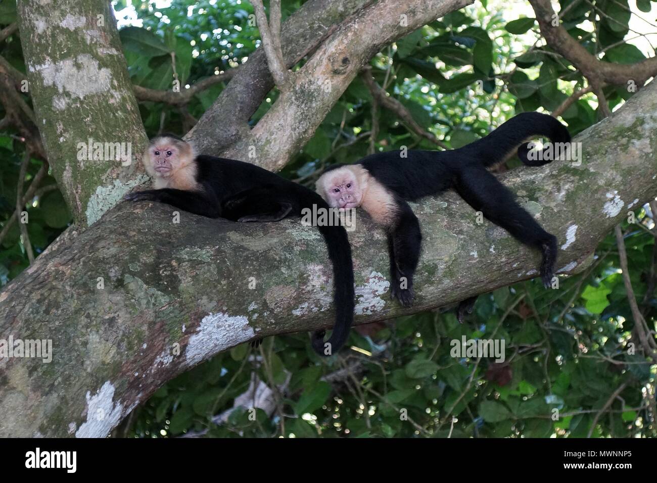Angry capuchin monkey hi-res stock photography and images - Alamy