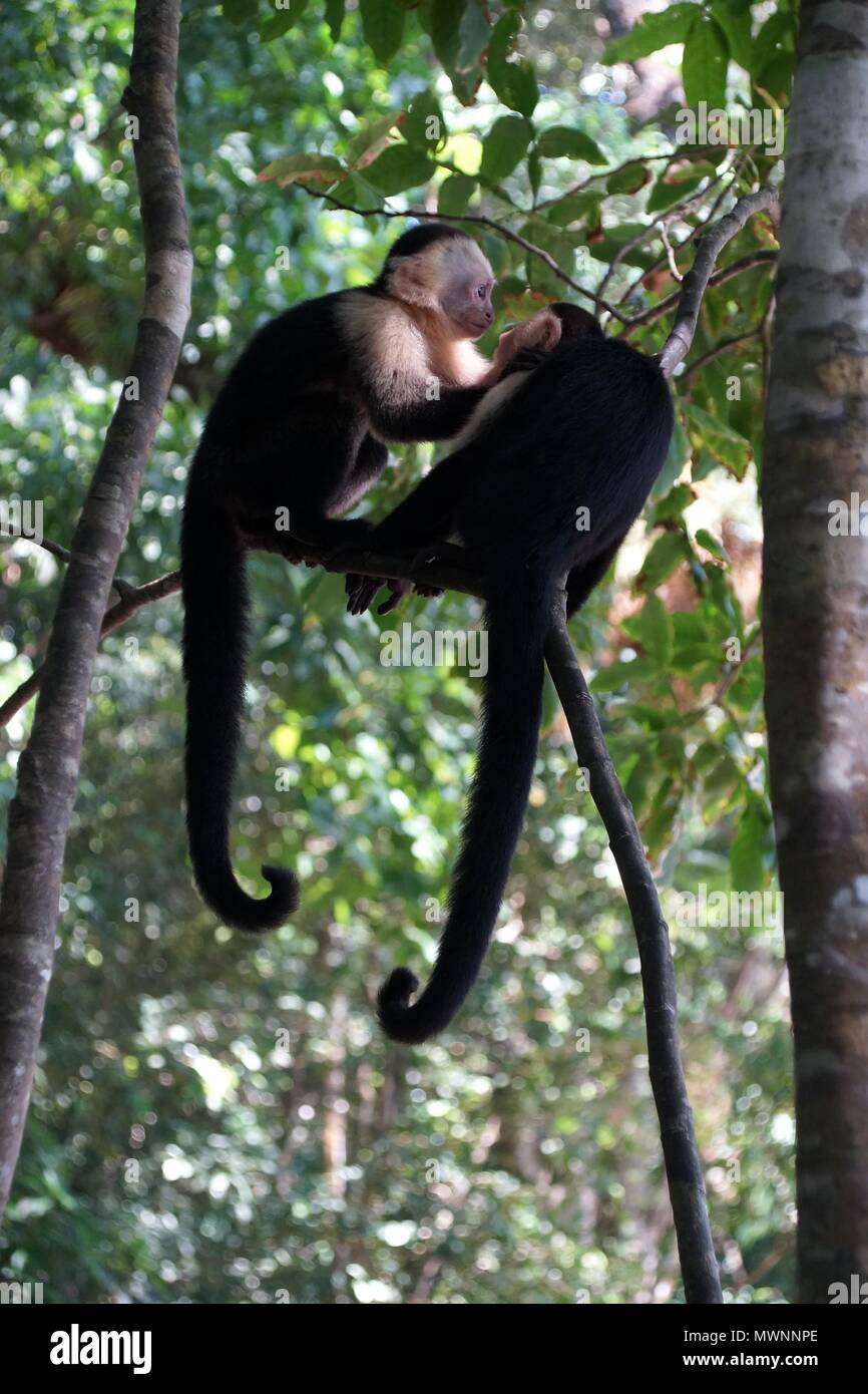 Capuchin monkey grooming mate on a tree brunch Stock Photo - Alamy