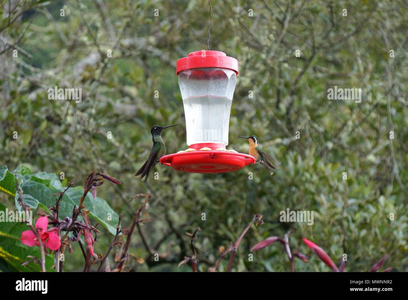 Two bright hummingbirds sitting on the opposite sides of a feeder Stock ...