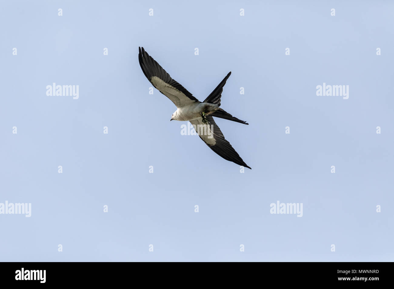 Flying swallow-tailed kite Elanoides forficatus with a Cuban knight ...