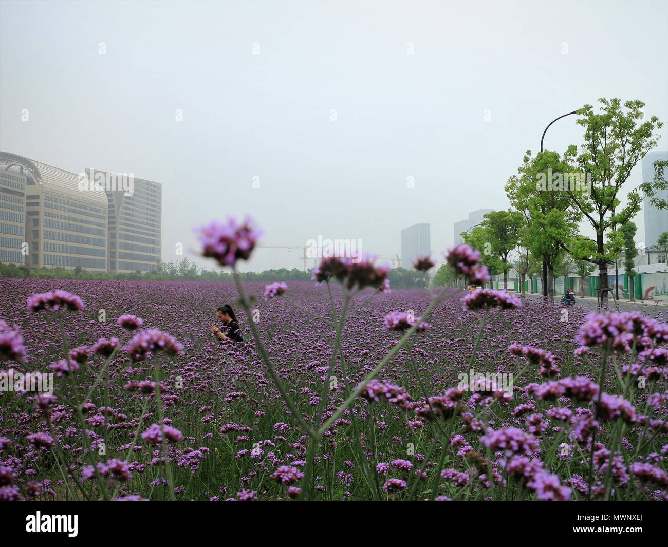 Real life flowers hi-res stock photography and images - Alamy