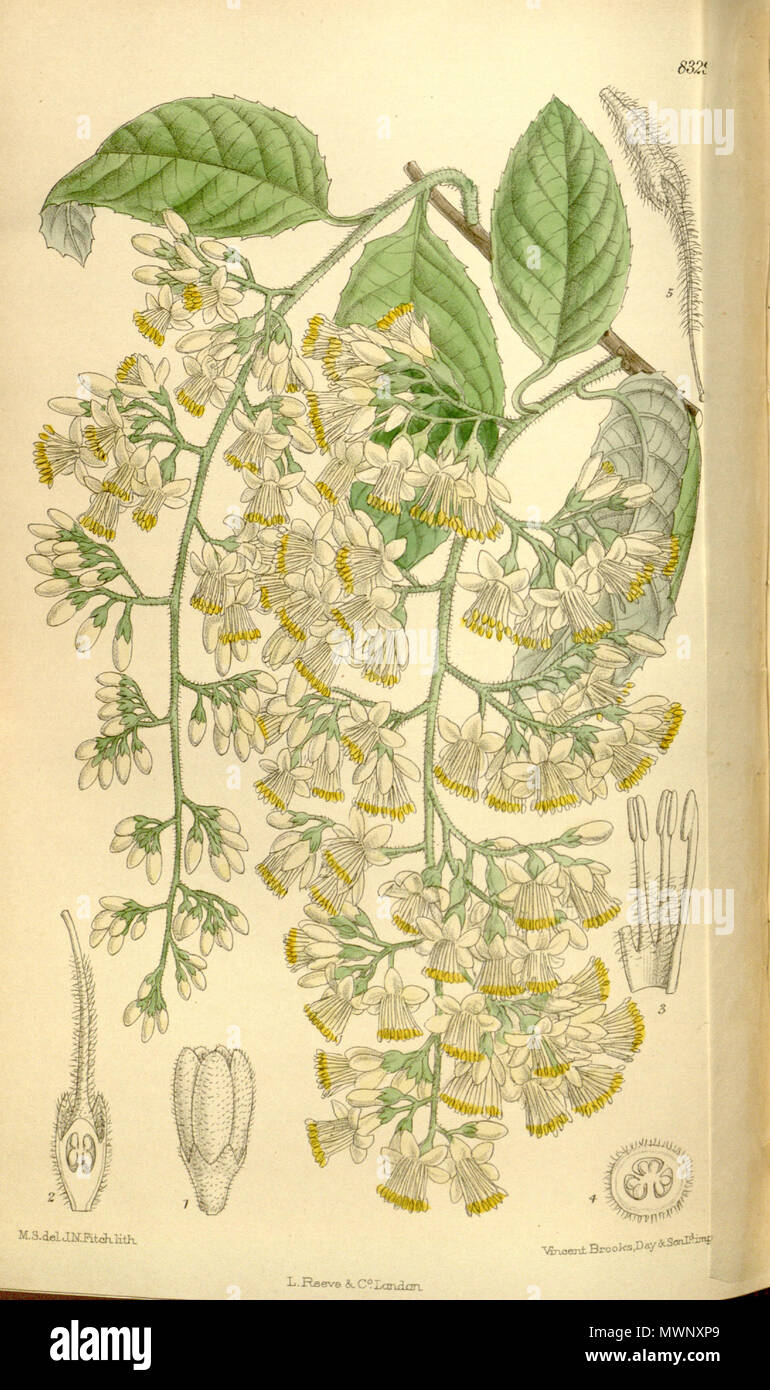 . Pterostyrax hispidus, Styracaceae . 1910. M.S. del., J.N.Fitch lith ...