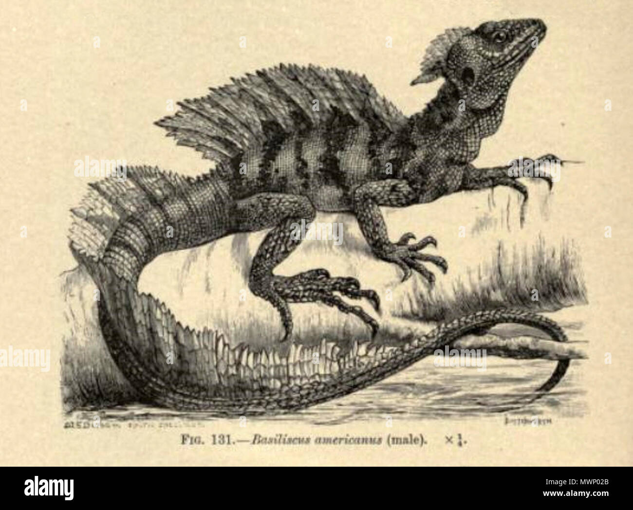 . Illustration of Basiliscus basiliscus (as syn. Basiliscus americanus ...