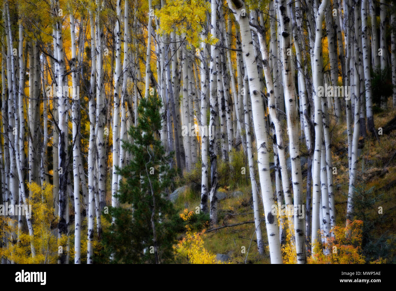 Santa Fe National Forest High Resolution Stock Photography and Images ...