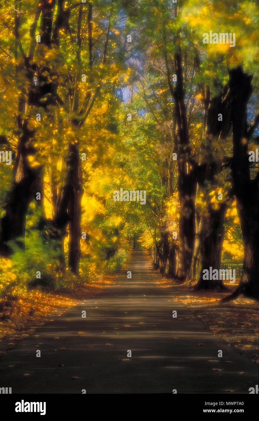 Scenic country lane lined with maple trees with fall colors blurred by ...