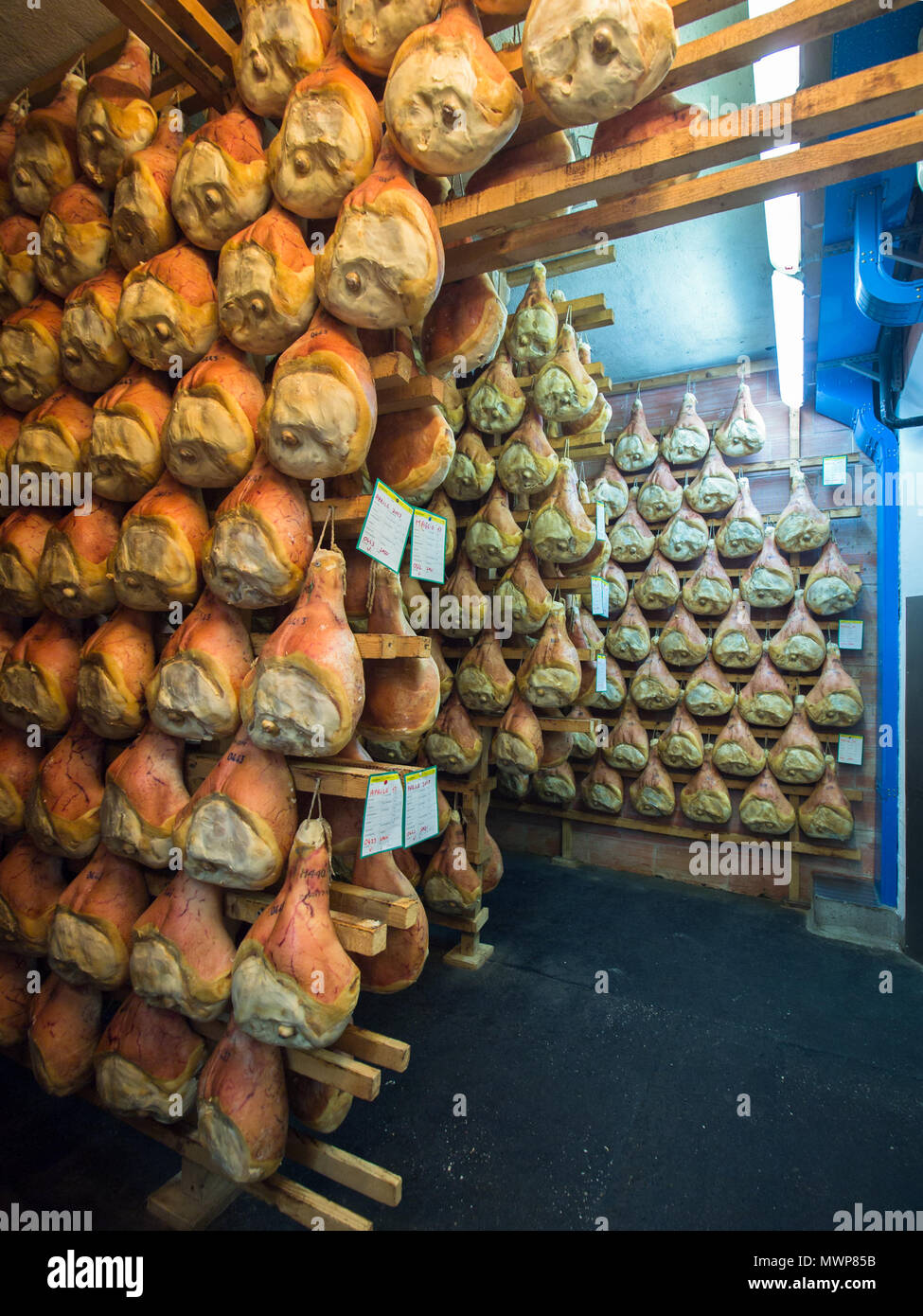 Thighs of ham during the curing process hanging in a cellar Stock Photo ...