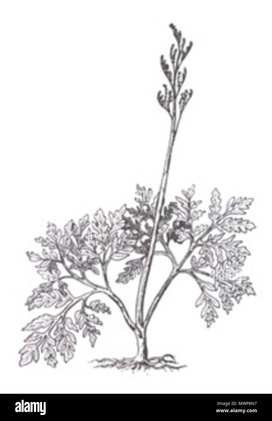 . English: Botrychium silaifolium (accepted name : Botrychium ...