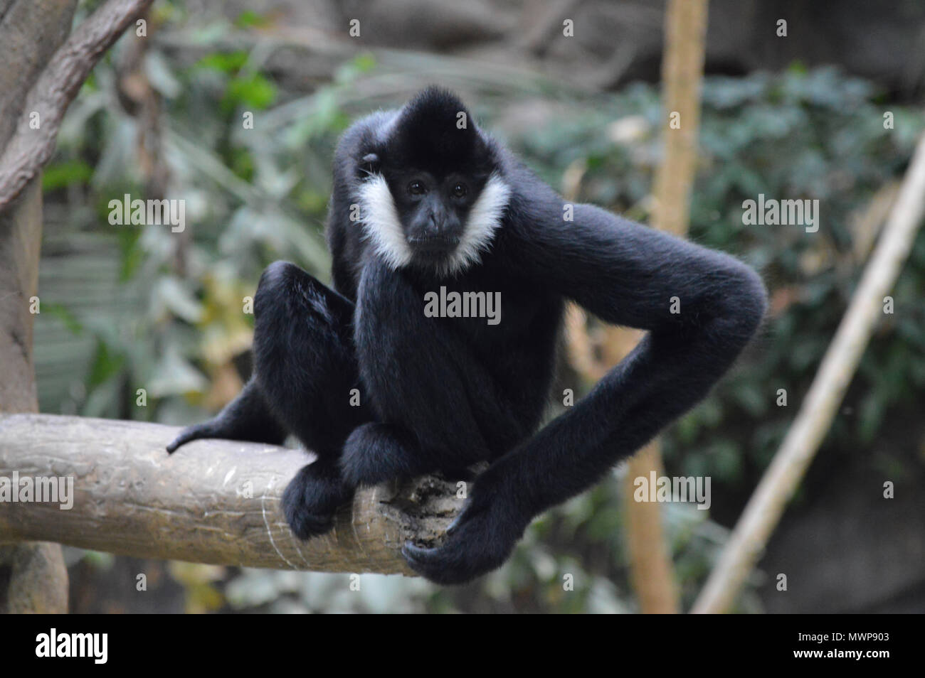 Gibbon sitting on a tree branch Stock Photo - Alamy