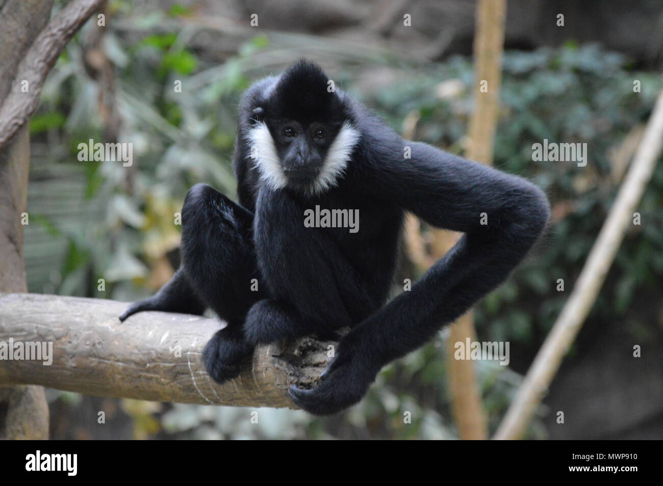 Gibbon sitting on a tree branch Stock Photo - Alamy