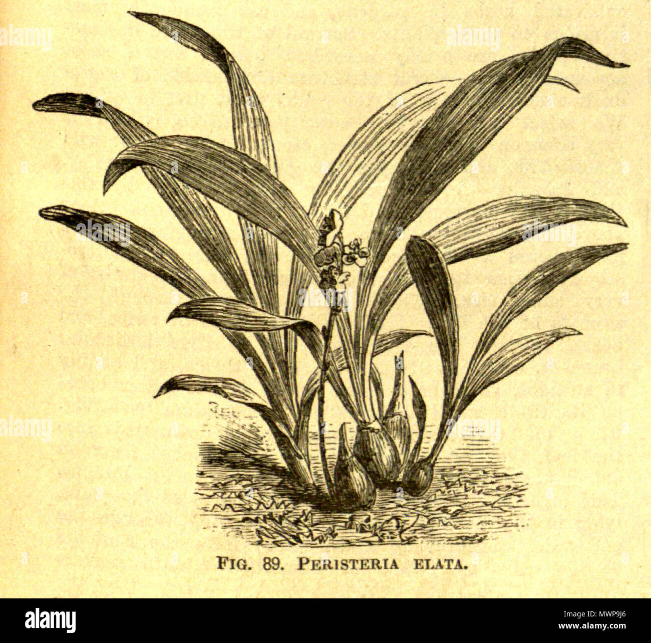 . Illustration of: Peristeria elata, plant. between 1884 and 1888 ...