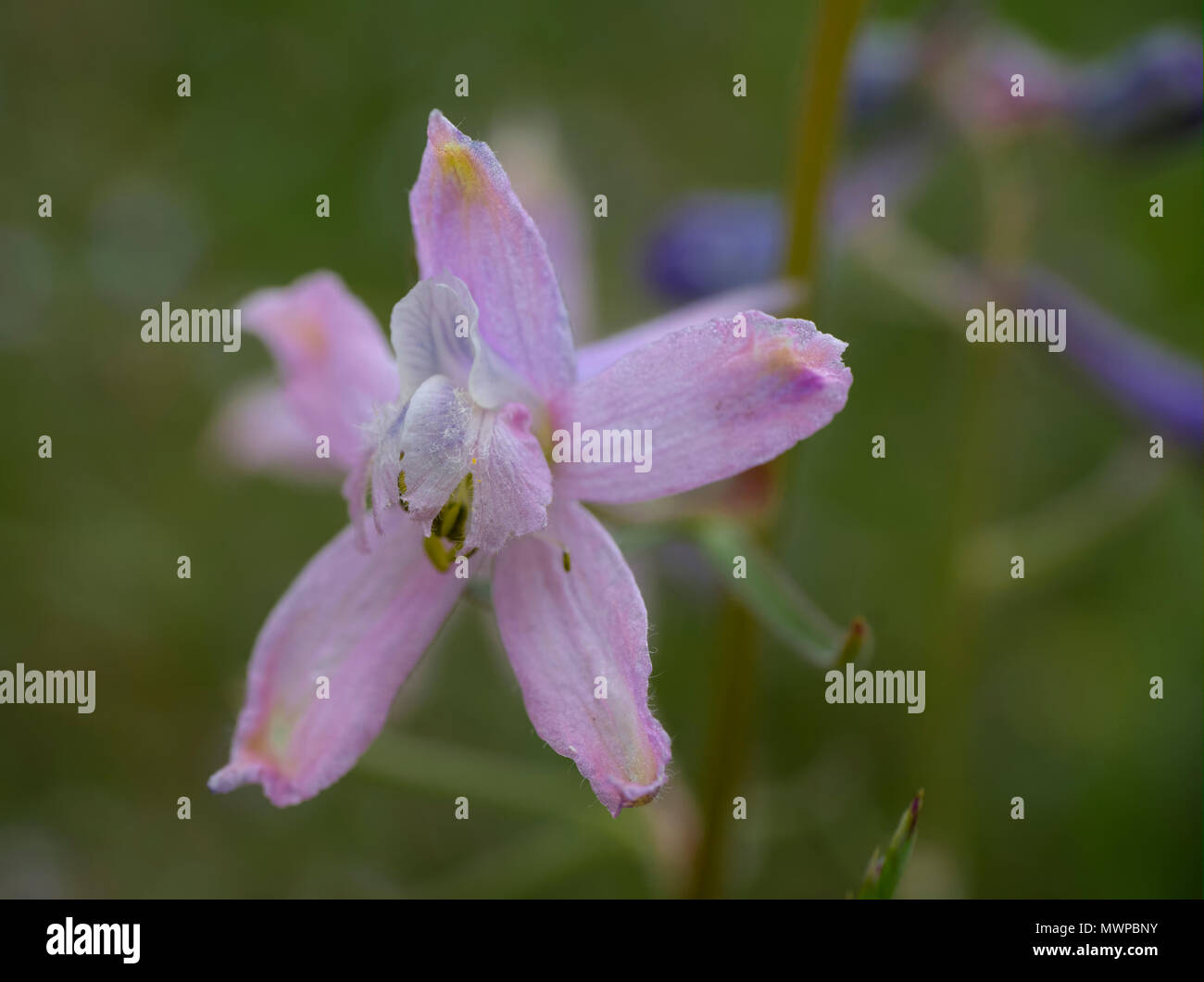 Larkspur blossom hi-res stock photography and images - Alamy