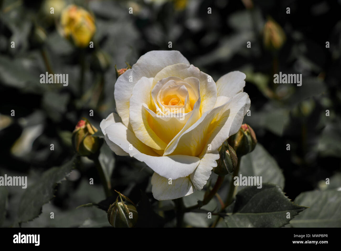 Beautiful colorful Rose Flower on garden background Stock Photo - Alamy