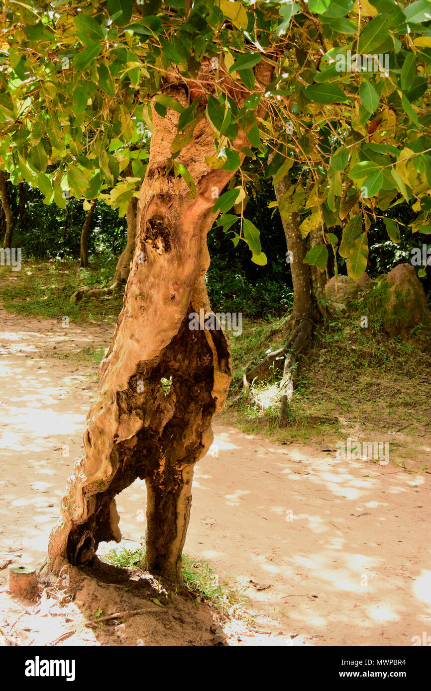 A very old tree, rotting from the inside here in the vast grounds of ...