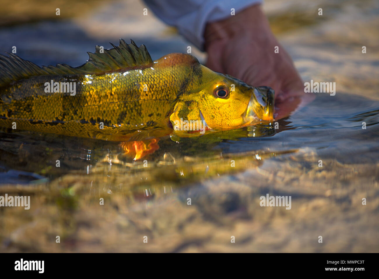 Exotic Peacock Bass Fish Stock Photo - Alamy