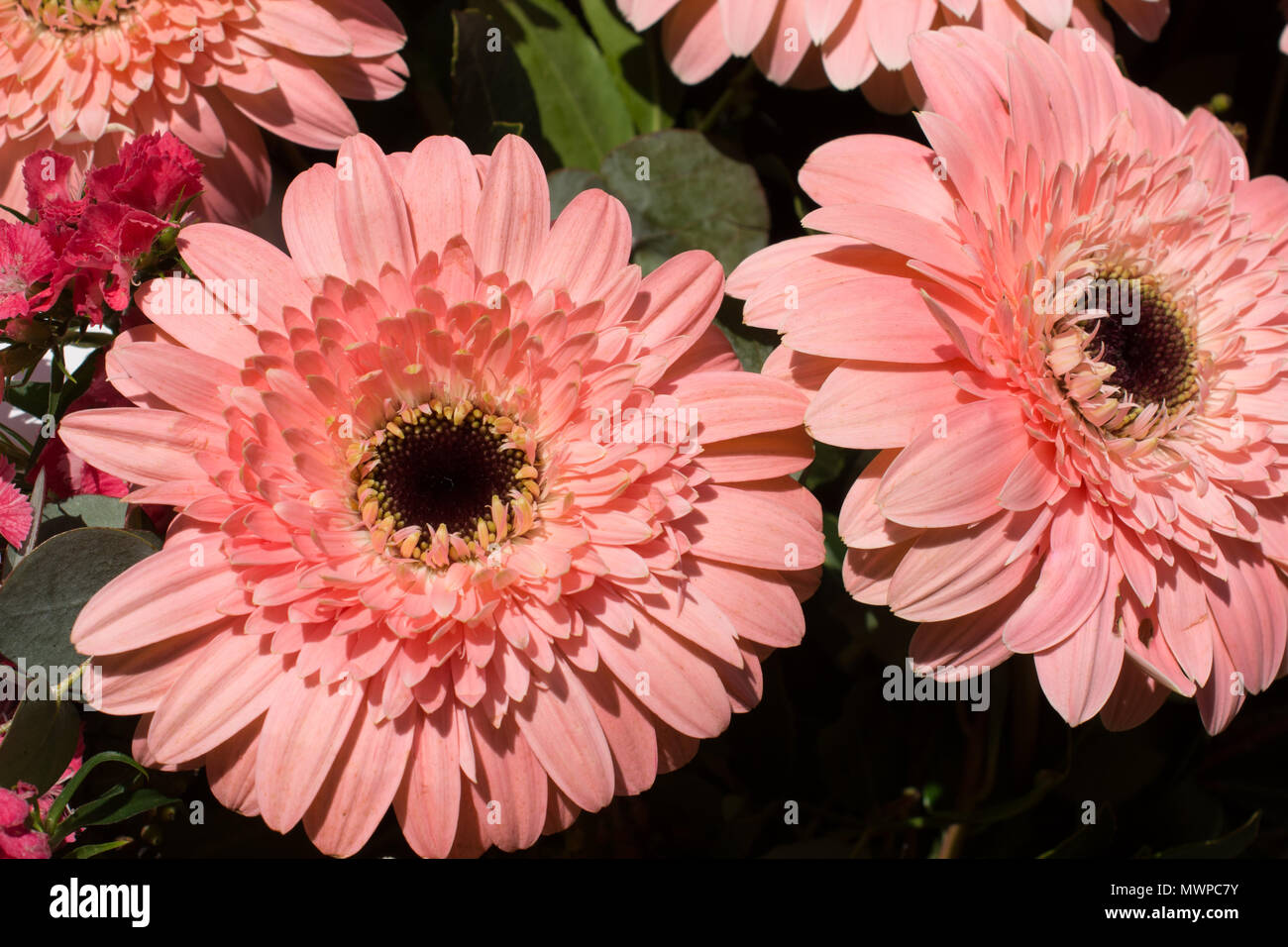 Beautiful colorful natural spring flowers as a nature background Stock ...